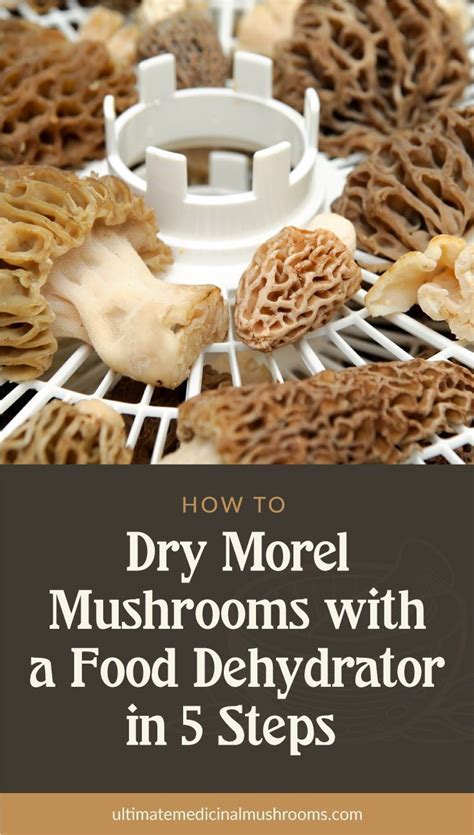 How To Dry Morel Mushrooms With A Food Dehydrator In 5 Steps Stuffed