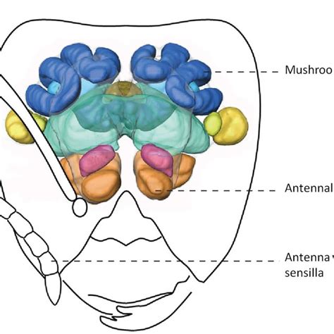 Simplified Olfactory System Of Ants Odors Are Detected By Antennae