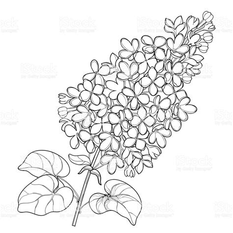 Pin By Stacey On Lilac Tattoo Lilac Tattoo Flower Line Drawings