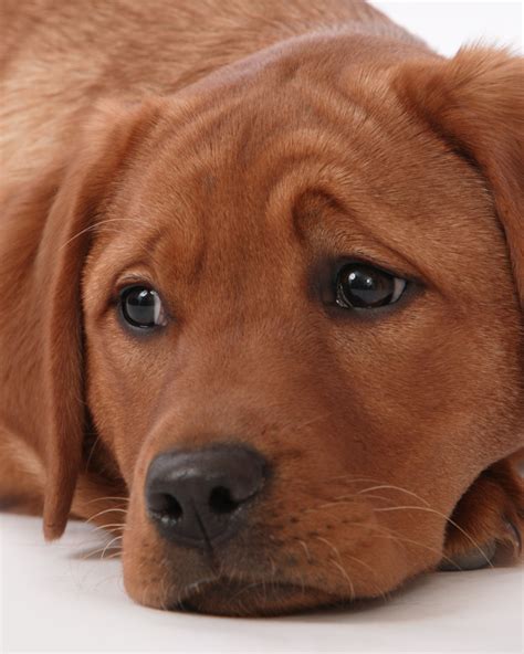 Vestibular Disease In Small Animals Causes And Diagnosis