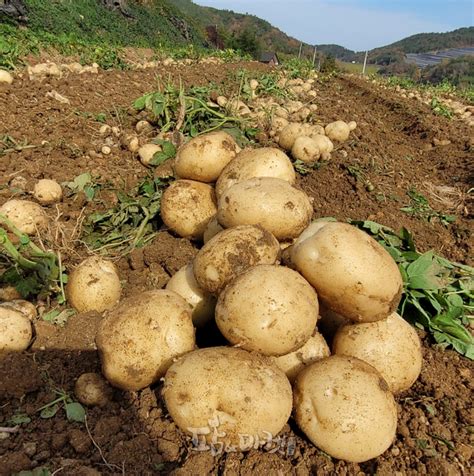 감자 육종가 강원대학교 임영석 교수
