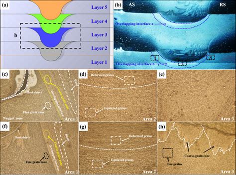 The Macrostructure And Microstructure Of Different Areas Within The