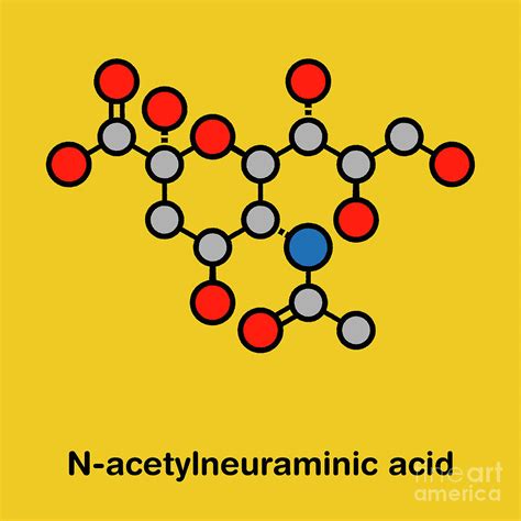Sialic Acid Molecule Photograph By Molekuulscience Photo Library