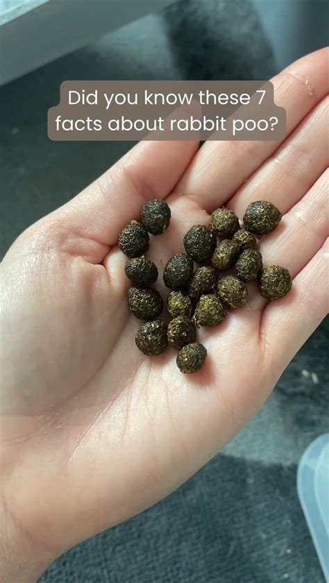 7 Facts About Rabbit Poo All You Need To Know About Bunny Droppings