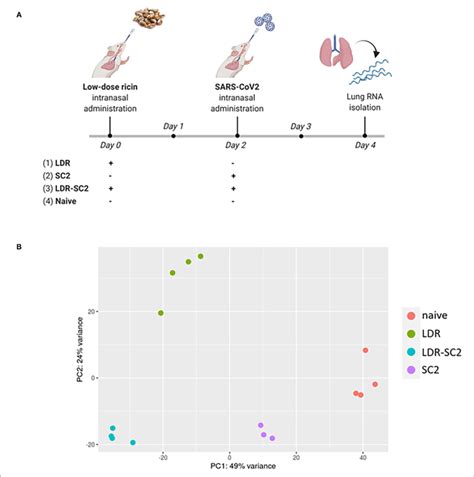 A Time Table For Treatment And Lung Harvest For Rna Seq Analysis Of Download Scientific