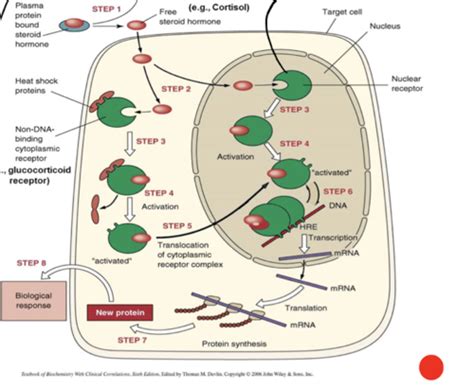 Cell Signaling By Chemical Messengers Flashcards Quizlet
