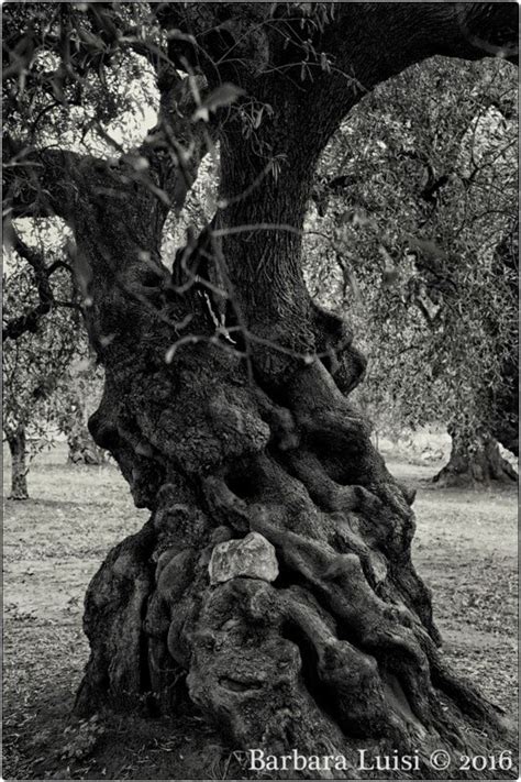 Photographer Barbara Luisi Brings The Mystique Of Puglias Olive Trees