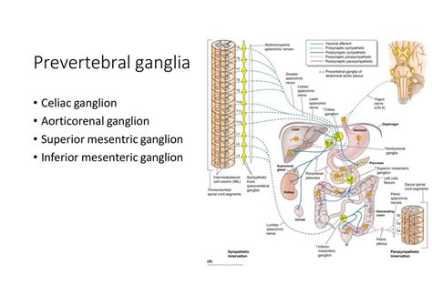 Prevertebral Ganglia