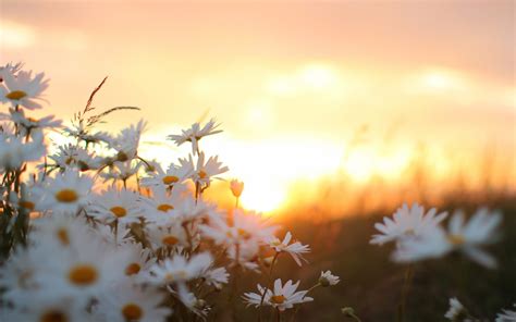 Aesthetic Laptop Nature Wallpapers Wallpaper Cave