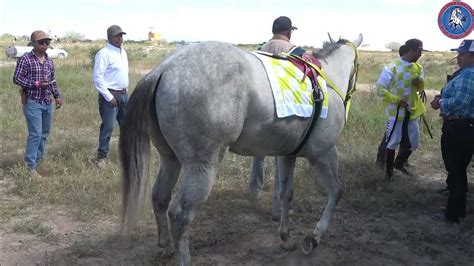 Chipilon Vs Guayabita Youtube