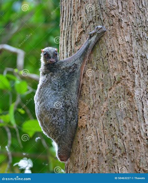 Flying Lemur Stock Image 48793837