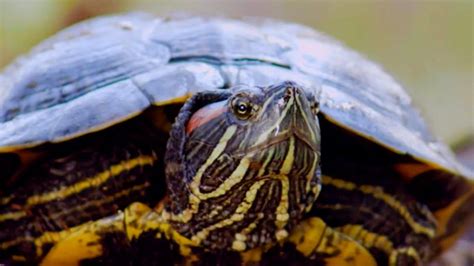 Turtle Tale 2018 På Netflix I Sverige Tips Och Info Netflixguiden