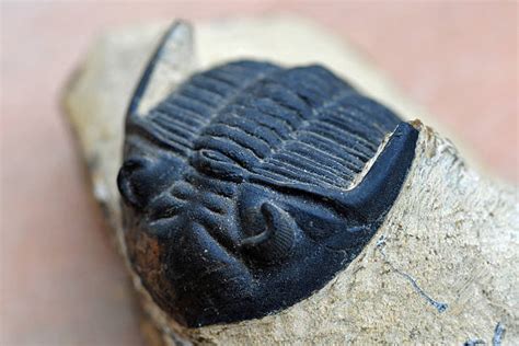 890 Devoon Fotos Stockfotos Afbeeldingen En Royalty Free Beelden Istock