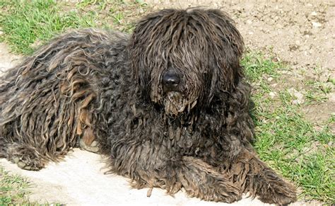 Puli Caractère éducation Santé Prix Race De Chien