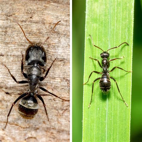 What Are Carpenter Ants And Black Ants