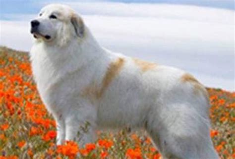 History Of The Great Pyrenees Great Pyrenees Club Of America