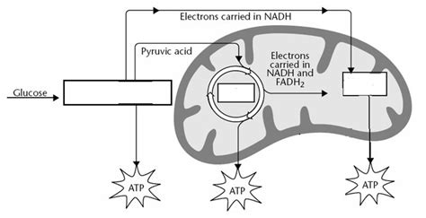 Mitochondria Cellular Respiration Blank Mitochondria Cellular Respiration Blank