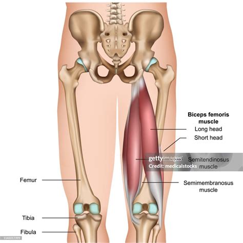 Hamstring Muscle Anatomy 3d Medical Vector Illustration On White