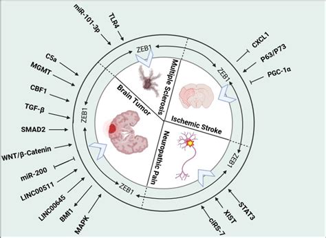 The Schematic Diagram Shows The Relationship Between Zeb1 And Its
