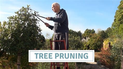Tree Pruning Quercus Ilex Holm Oak Youtube