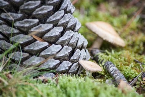 รูปภาพbasidiomicetos เลือกดูภาพถ่ายสต็อก เวกเตอร์ และวิดีโอ7 Adobe Stock