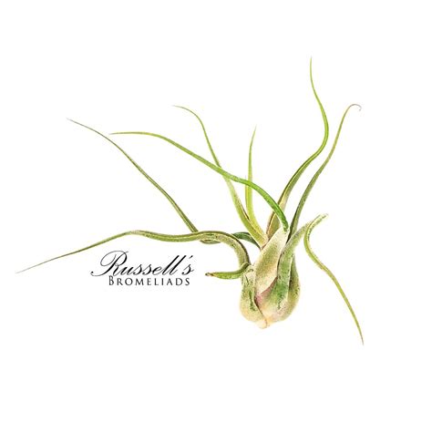 Caput Medusae 4 6 Russells Bromeliads