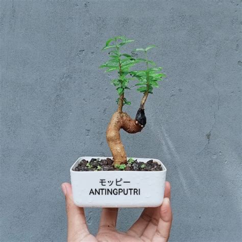 Jual Bonsai Anting Putri Mini Real Pict Shopee Indonesia