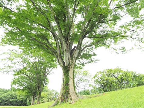 ケヤキ（欅）の育て方や特徴を徹底分析 お庭の窓口