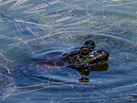 Bullfrog At Santee Lakes Photo Of The Day Santee Ca Patch