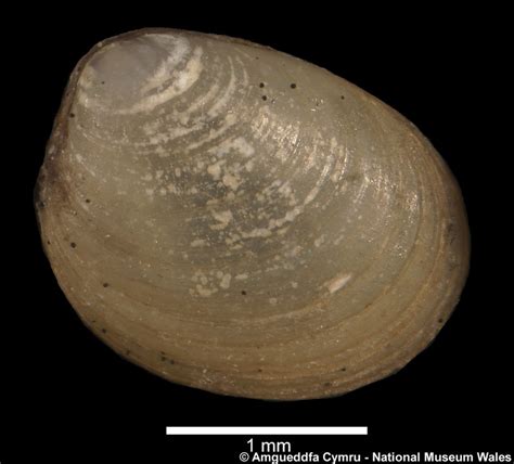 Altenaeum Dawsoni Jeffreys 1864 Marine Bivalve Shells Of The