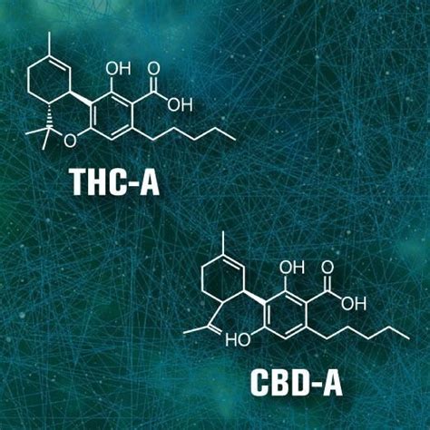 Cannabinoid Effects And Benefits