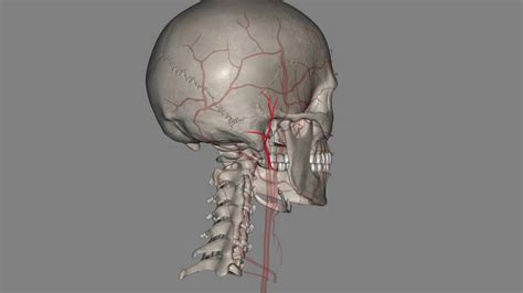Premium Photo The Popliteal Artery Is One Of The Major Arteries Of