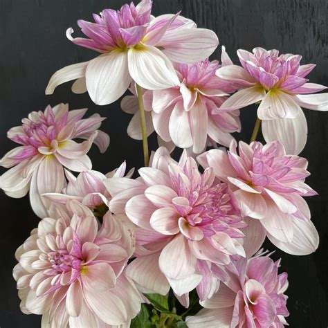 Dahlia Cut Flower Garden