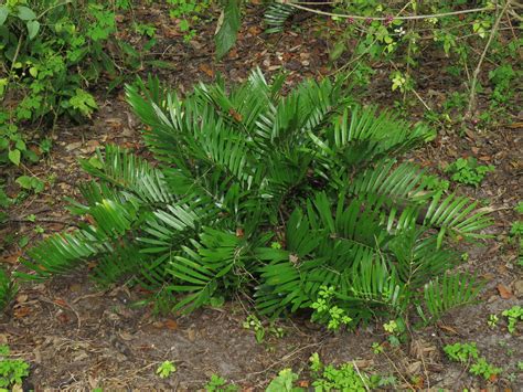 Photo Diary Some Florida Plants