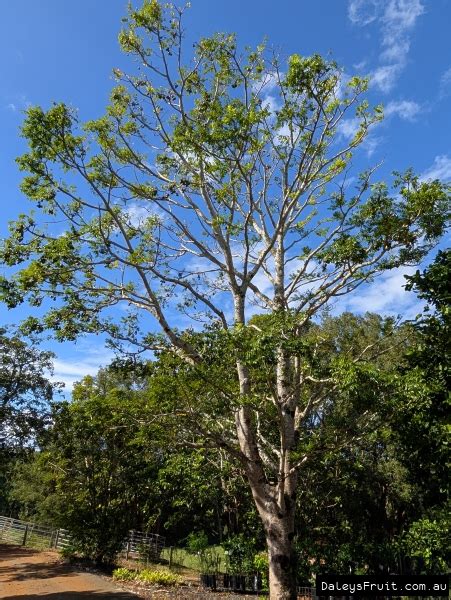 Buy Ambarella Fruit Trees In Australia Spondias Dulcis