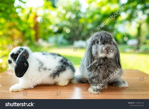 Mini Lop Bunnies