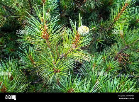 Detailed Close Up Leaves And Young Fruit Buds Of Pinus Roxburghii
