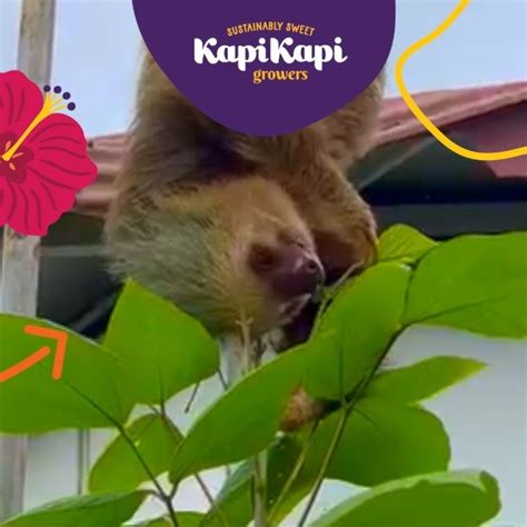 The Kapi Life Kapi Growers • Instagram Photos And Videos