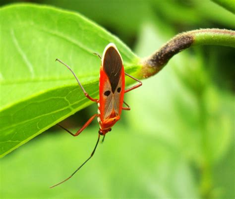 Asisbiz Unidentified Red Garden Bug Mindoro Oriental Philippines Oct