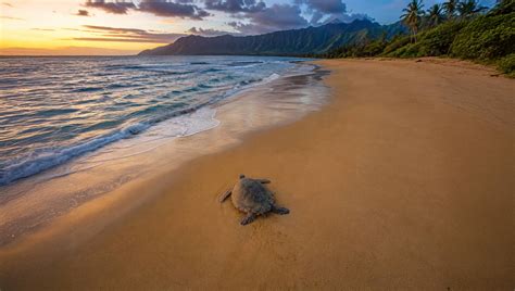 Kauais Best Sea Turtle Spots North Shore To South Shore Turtle