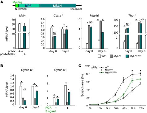 Msln Muc16 Signaling Regulates Thy 1 Tgfβri And Akt Fgfr1 Pathways In Download Scientific