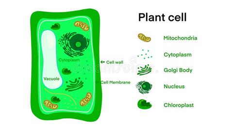 Anatomía De Células Vegetales Ilustración De La Estructura De Anatomía