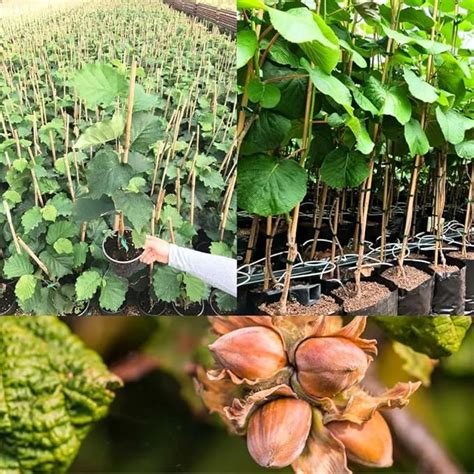 Hazelnut Tree Live Plant Cold Hardy Nut Tree For Garden
