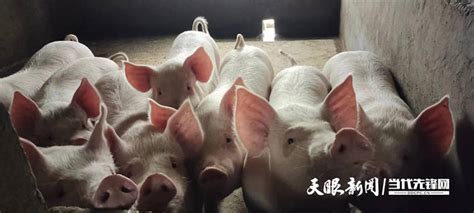 兴仁市：生猪产业激活乡村振兴 新引擎”养殖发展大石村