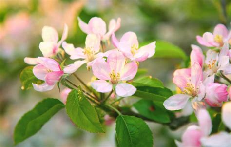 Michigan National Flower Apple Blossom Screen 4 On Flowvella