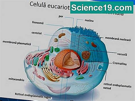 Celule Procariote Definiție Structură Funcție Cu Exemple 💫 Portal