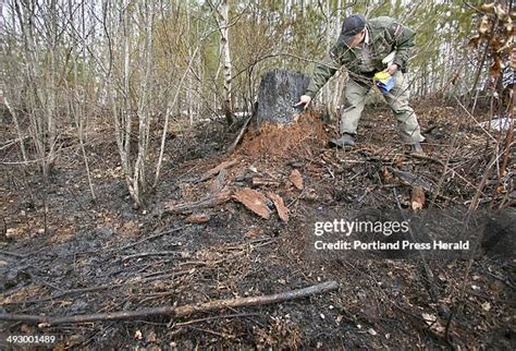 Alligator Tree Photos And Premium High Res Pictures Getty Images