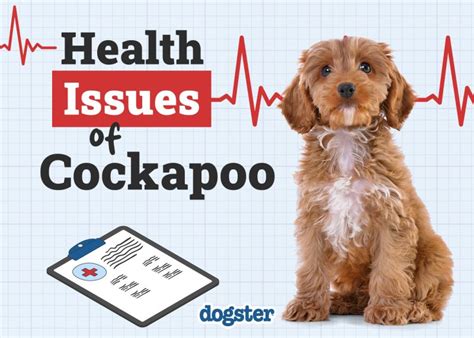 Japanese Spitz Dog Breed Info Pictures Facts And Traits Dogster