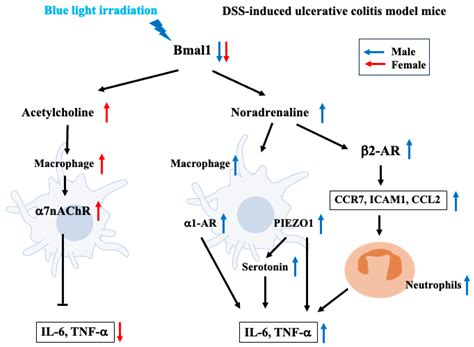Gastrointestinal Disorders Free Full Text Sex Differences And Bmal1acetylcholine Or Bmal1