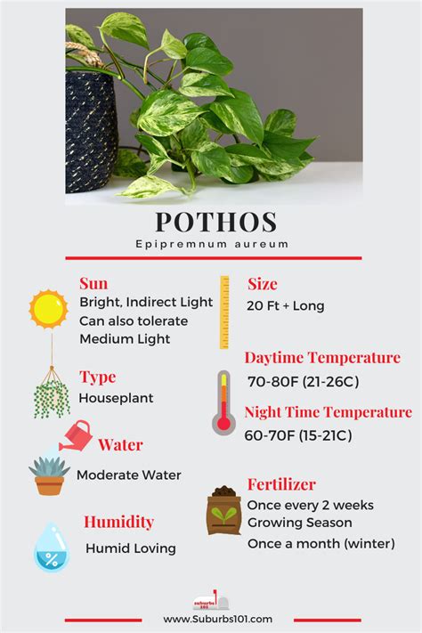 8 Tips For Pothos Care Epipremnum Aureum Infographic Houseplant